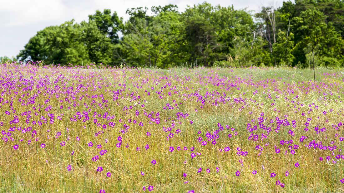 Library of Congress Packard Campus - SWA Group