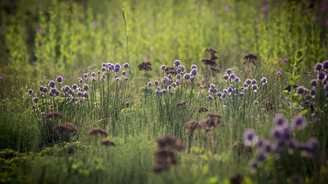 Library of Congress Packard Campus - SWA Group