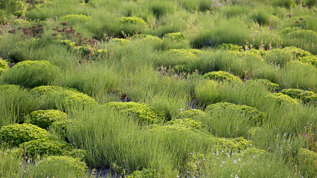 Library of Congress Packard Campus - SWA Group