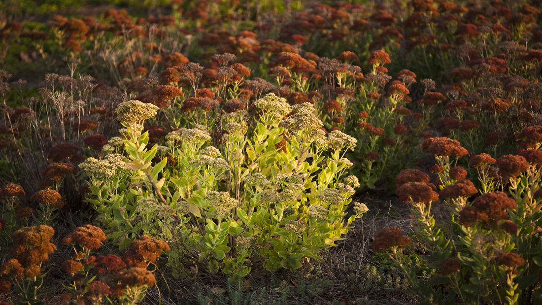 Library of Congress Packard Campus - SWA Group