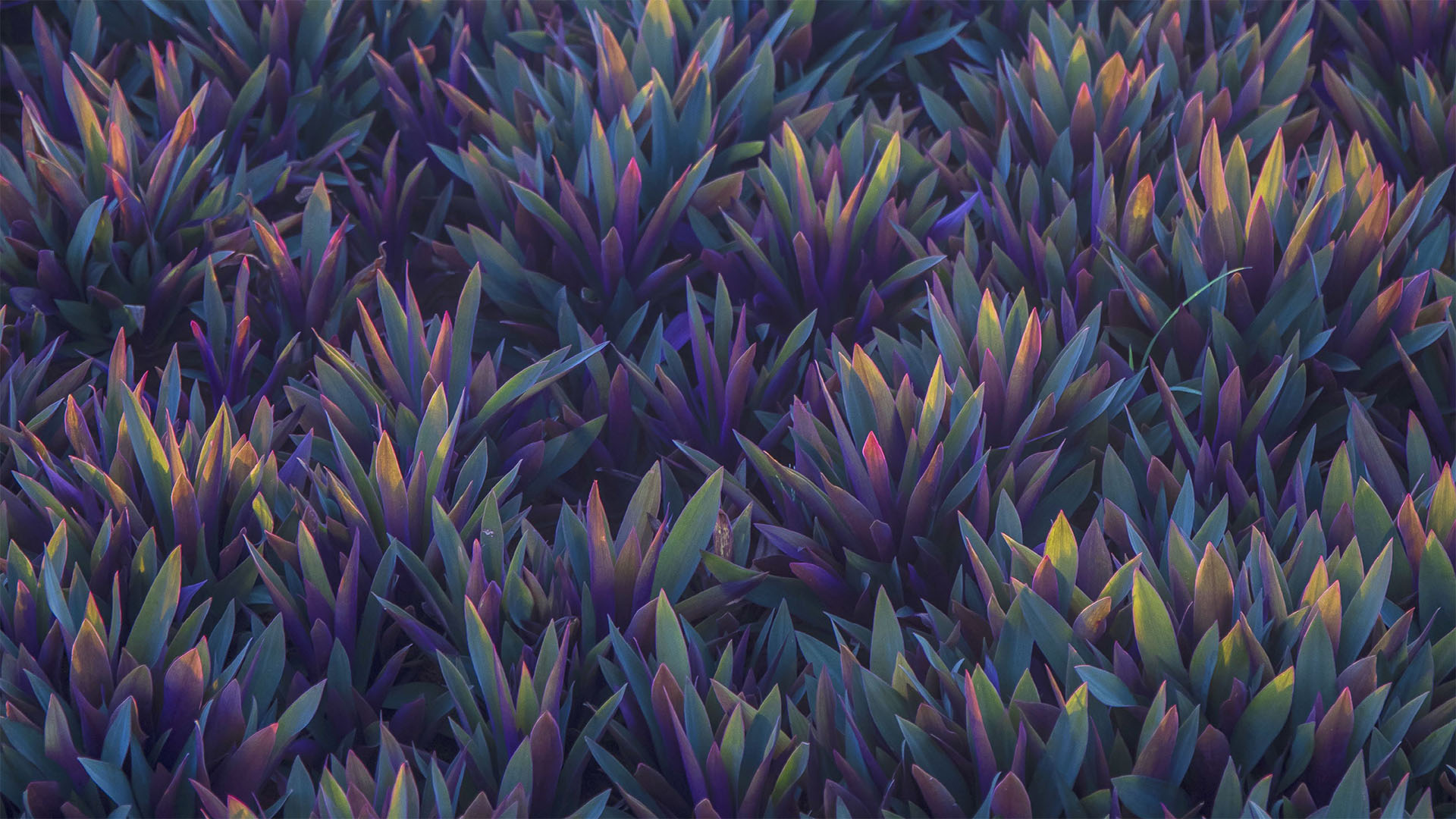 Promotions Spring 2021 - SWA Group